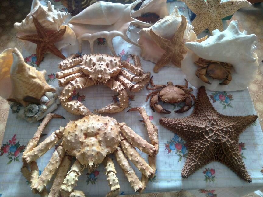 Морские ракушки раковины большие