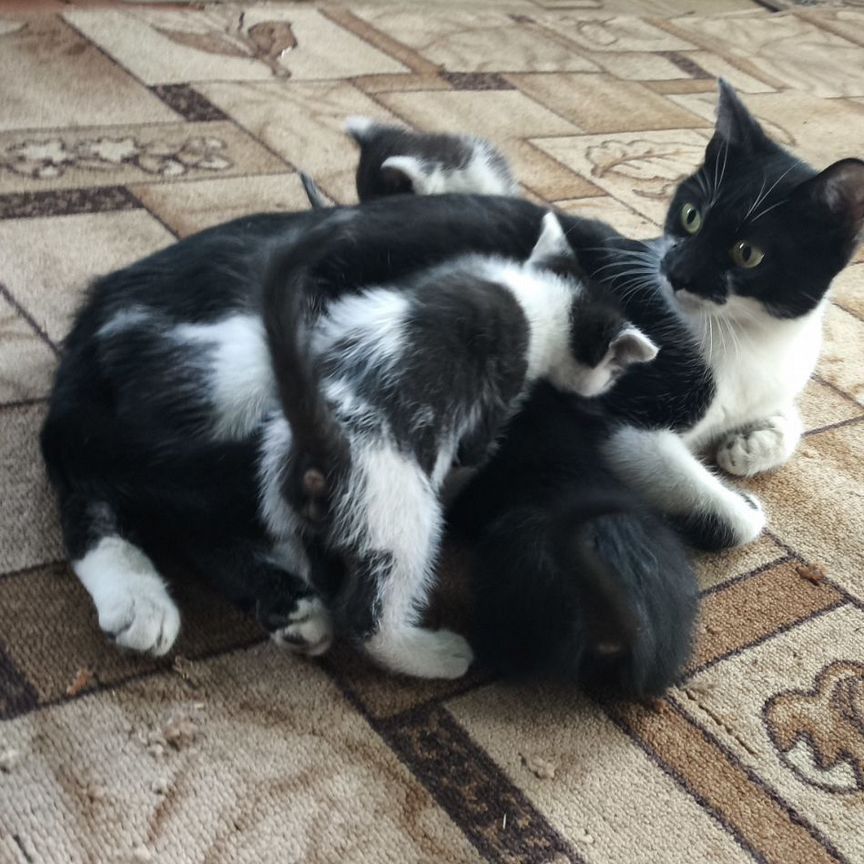 Котёнок в добрые руки