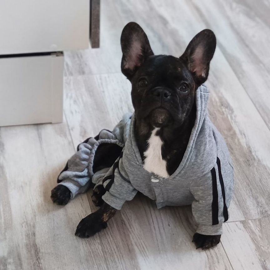 Французский бульдог. Девочка