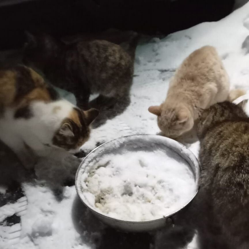 Кошки замерзают очень нужен дом