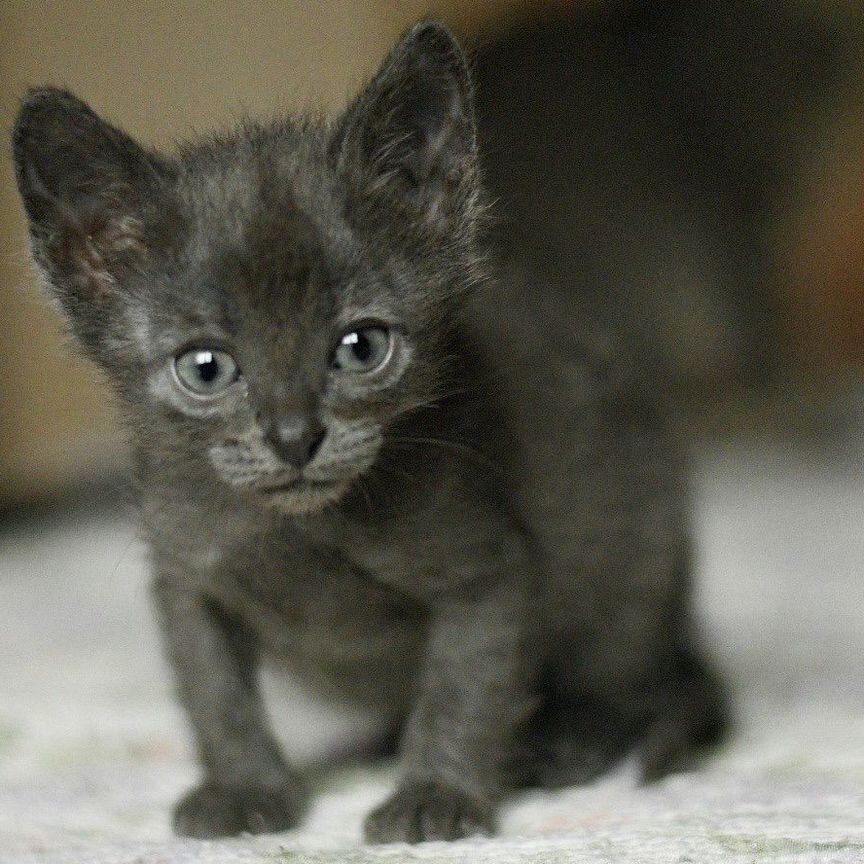 Котенок в добрые руки