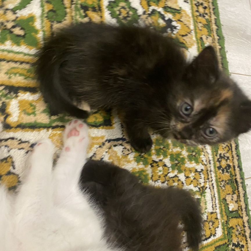 Котёнок в добрые руки