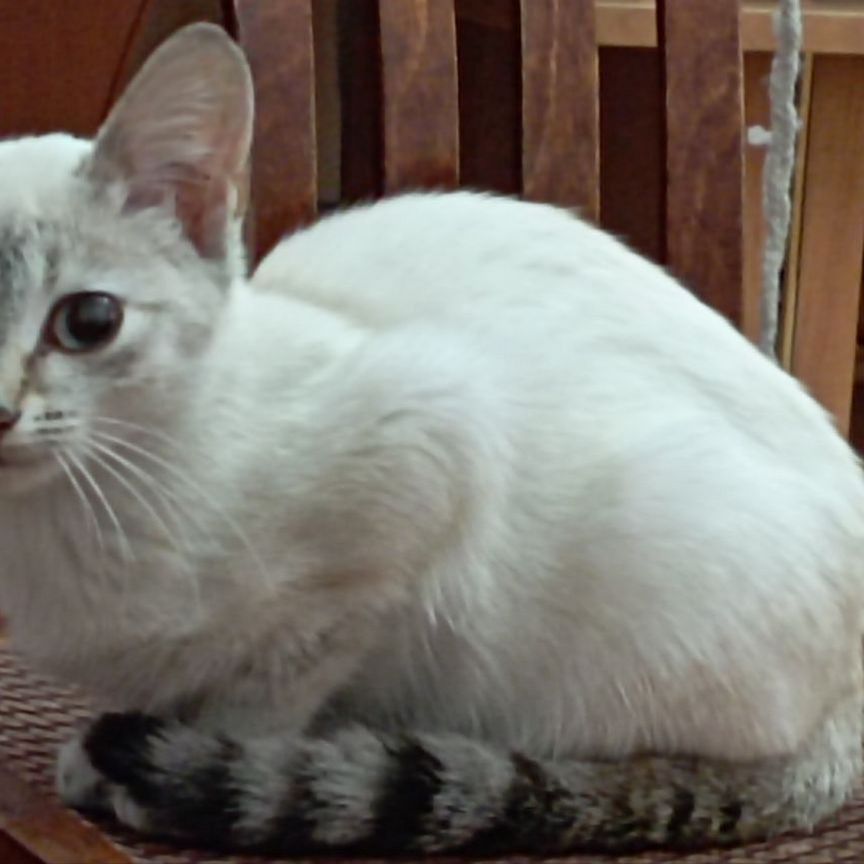 Котенок бело черный