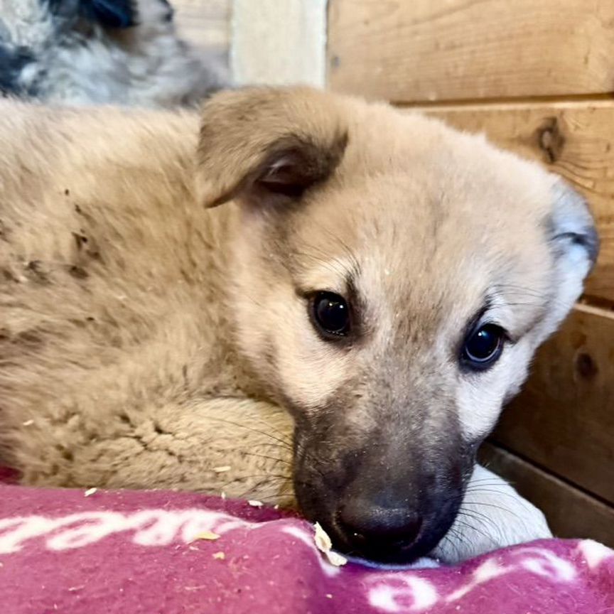 Щенок в добрые руки