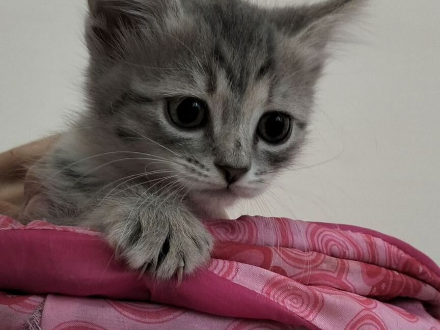 Котëнок в добрые руки
