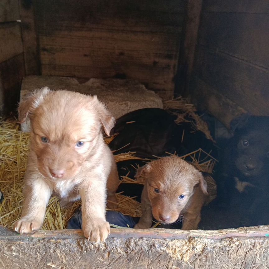 Щенки в заботливые руки