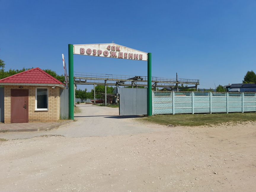 Продается зерно пшеницы урожая 2023 г