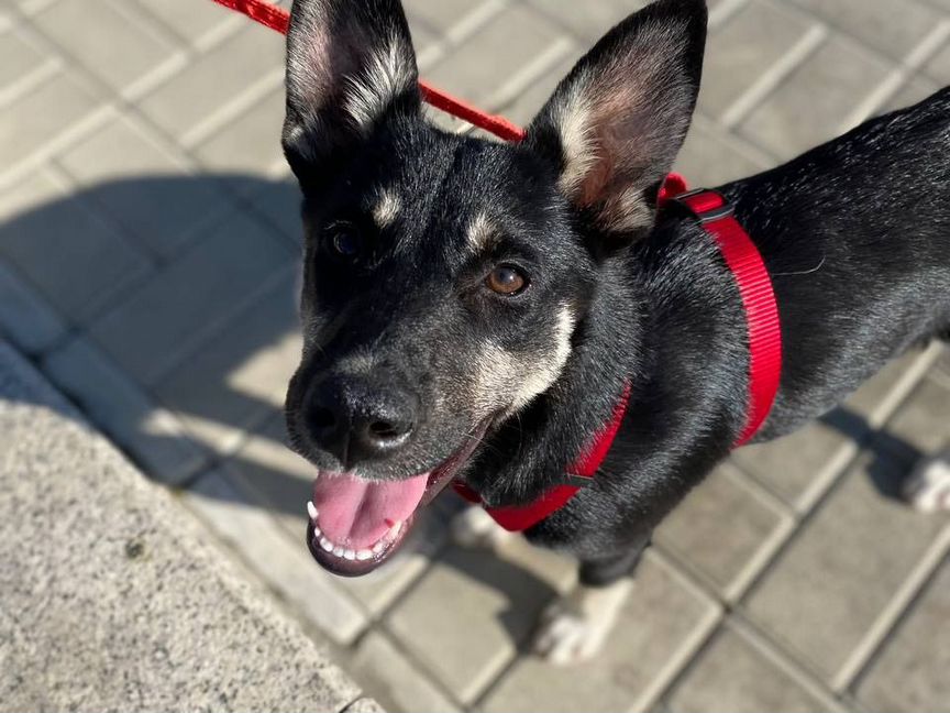 Малышка Нюша ищет дом