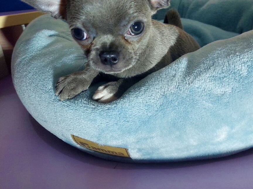 Шикарный щеночек чихуахуа