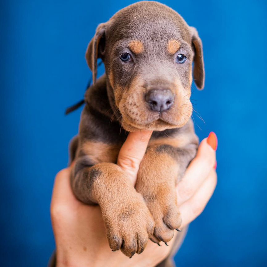 Доберман, щенок