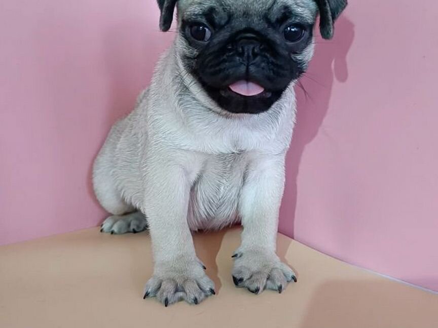 Мопс мальчик с родословной