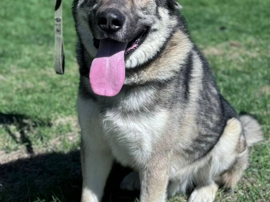 Волчок - самый добрый волчок из приюта ищет дом