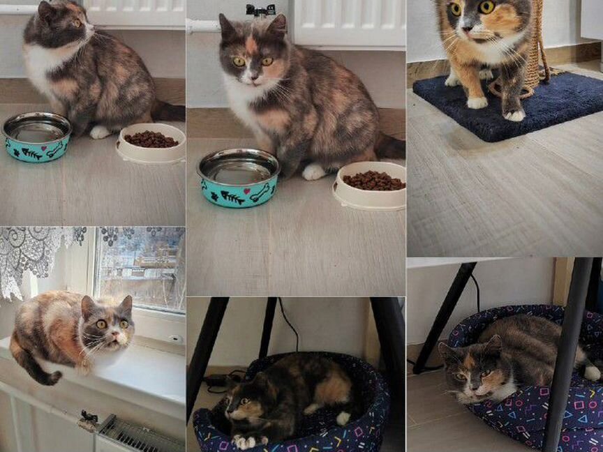 Кошечка