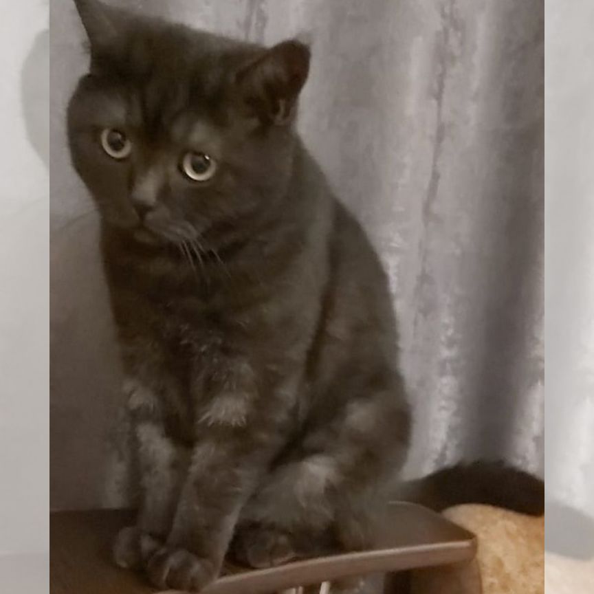 Шотландский кот