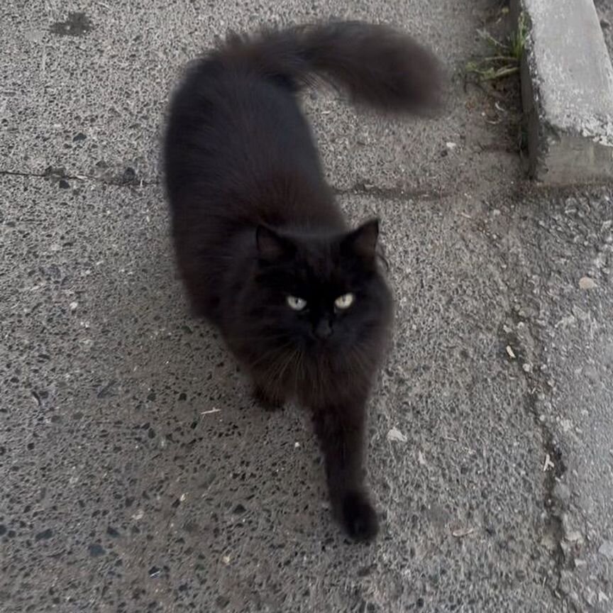 Кошечка потерялась