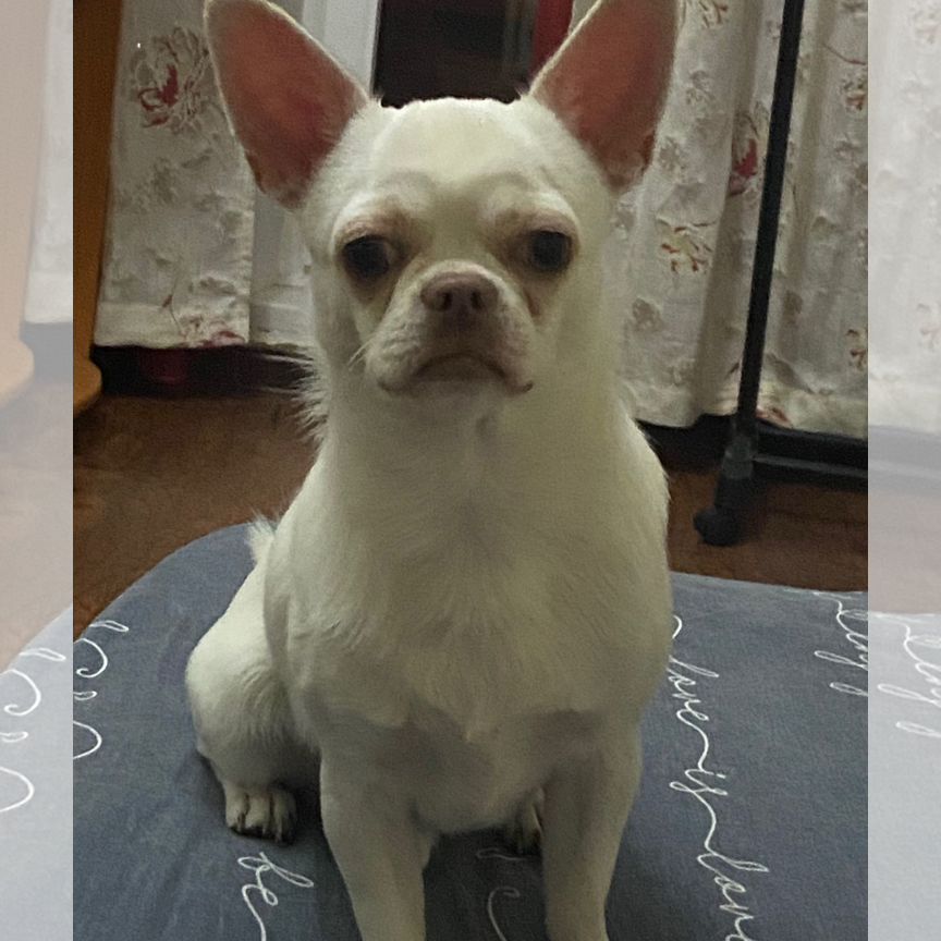 Вязка кобель чихуахуа