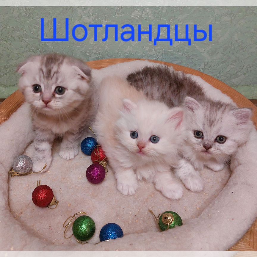 Шотландский вислоухий длинношёрстный котёнок