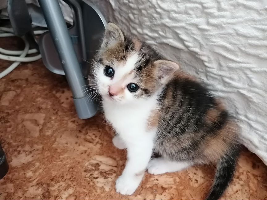 Котенок в дар