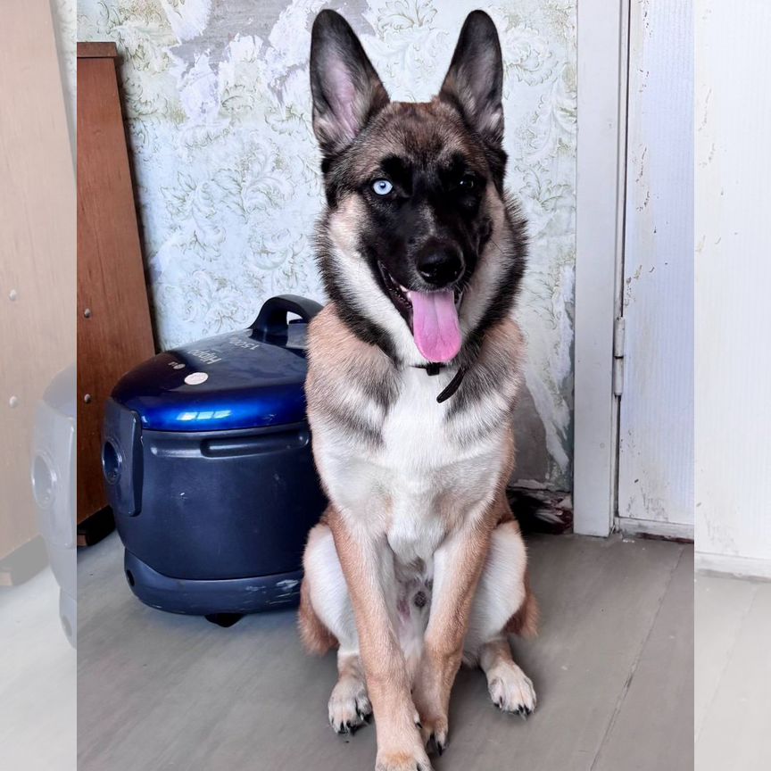 Щенок в добрые руки