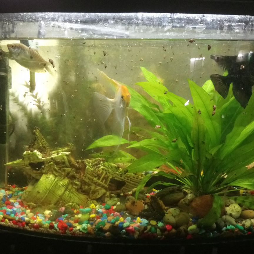 Аквариумы. 50 и 160л