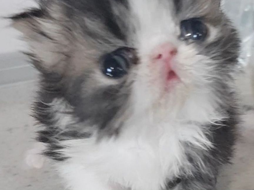 Экзотические котята