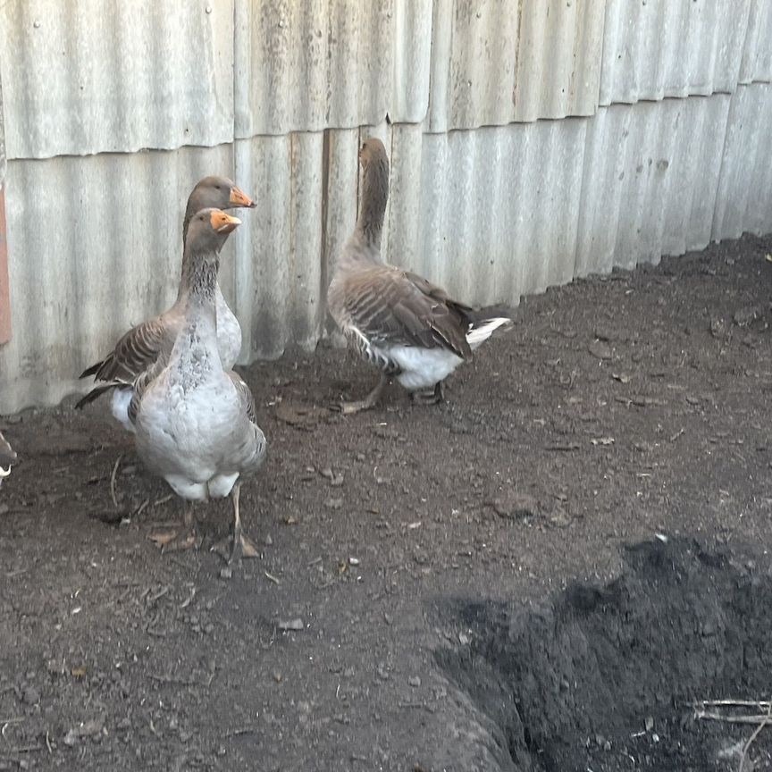 Гуси домашний семья