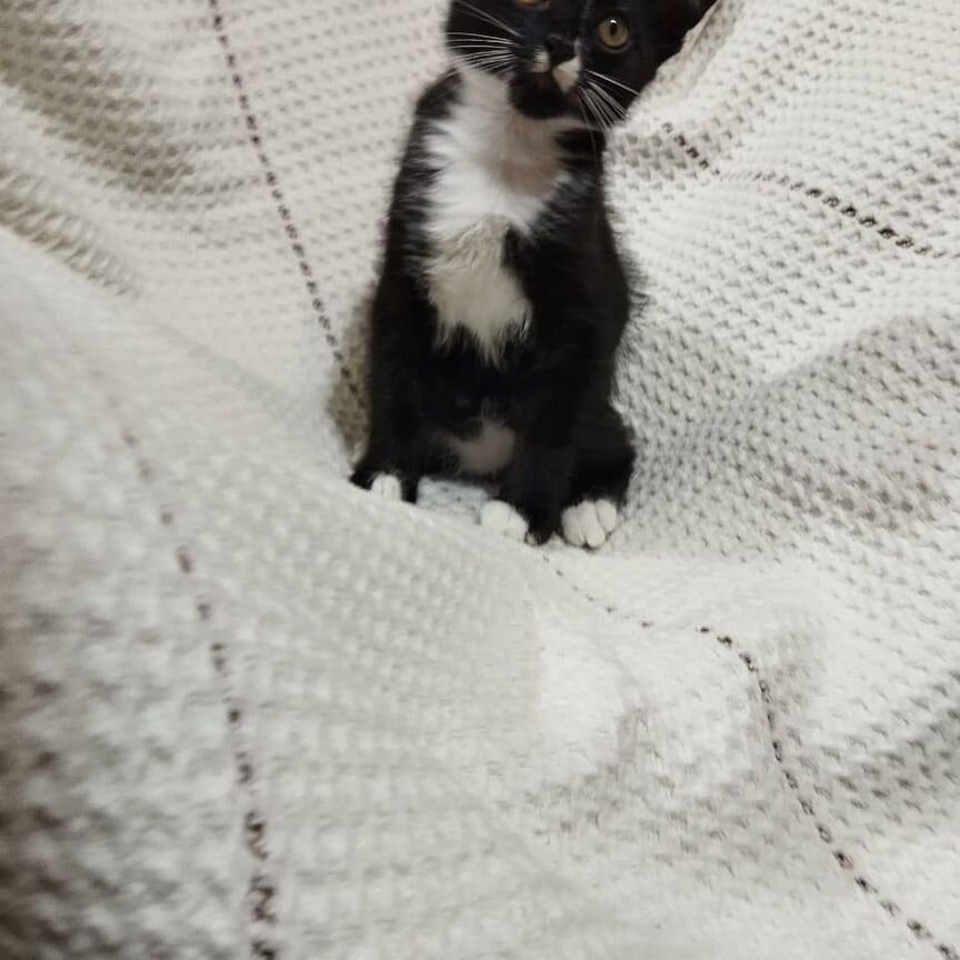 Котенок Ириска в добрые ручки