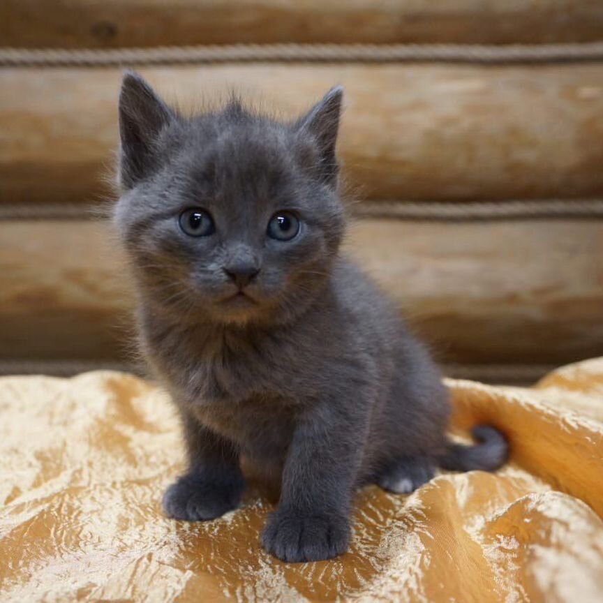 Дымчатый котёнок в добрые руки