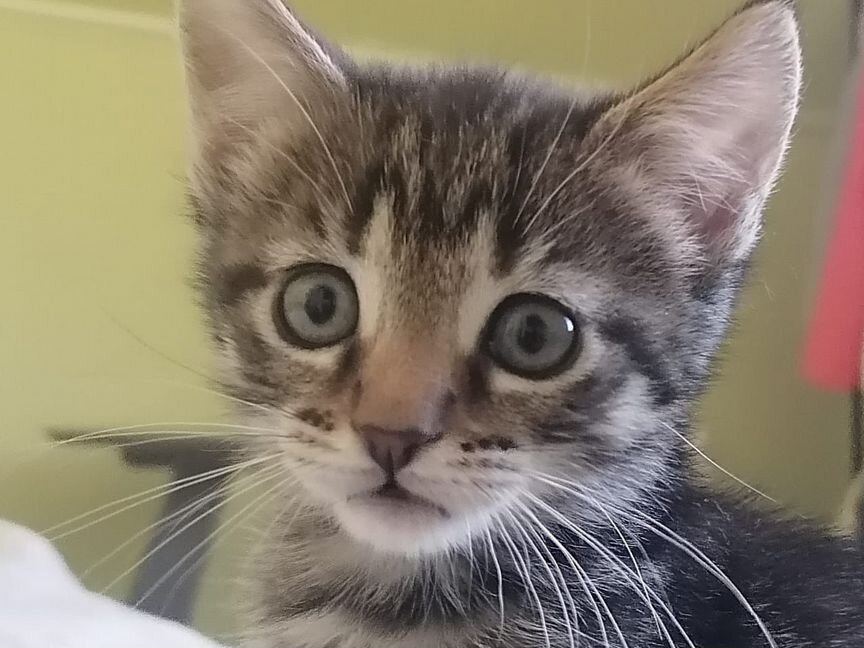 Котенок девочка Кукуся ищет дом и котомаму