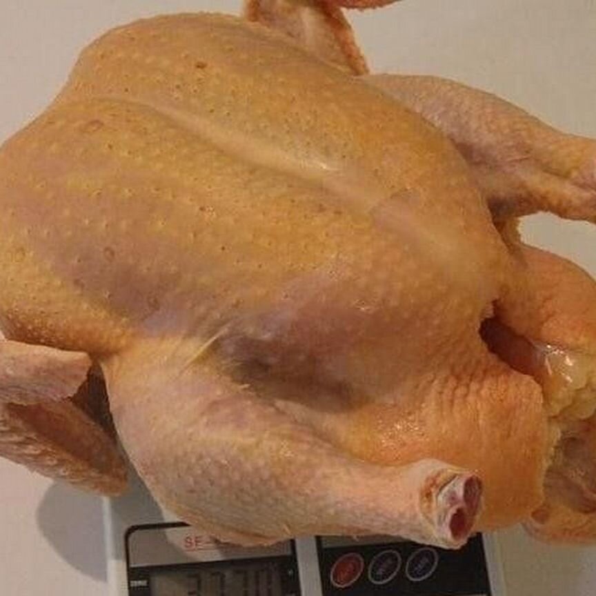 Куры бройлеры тушки