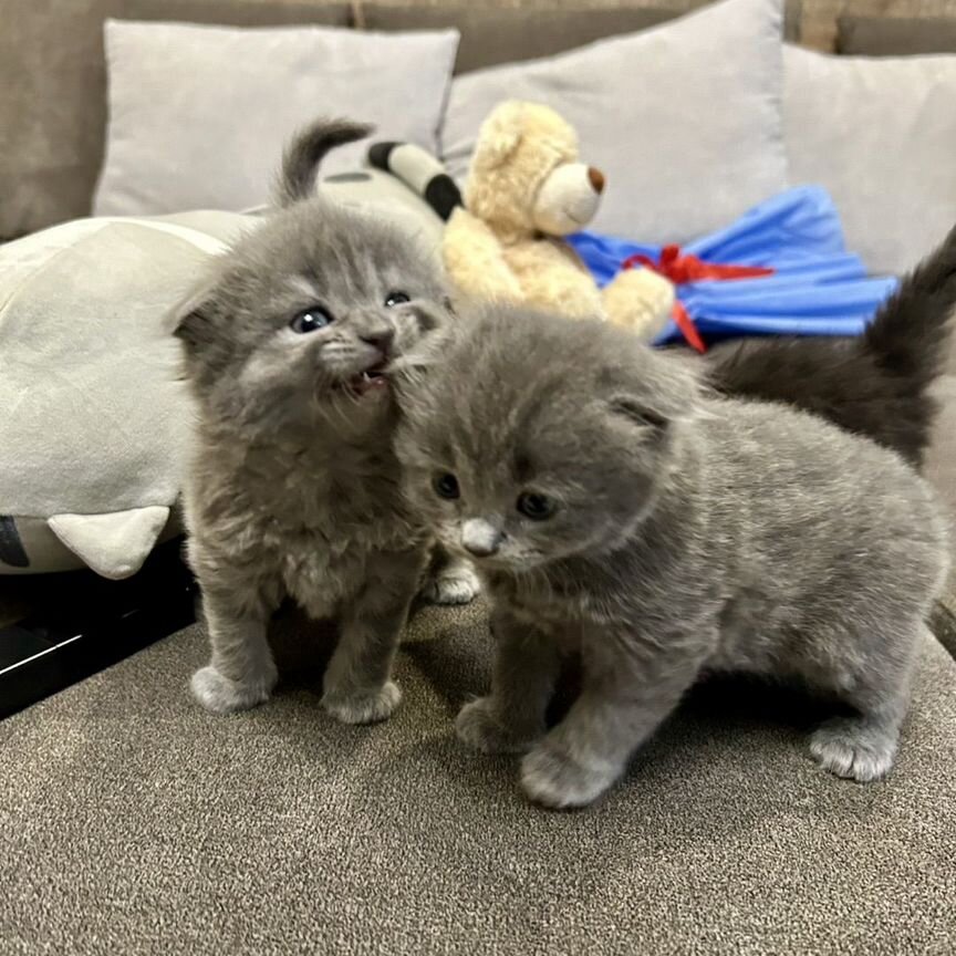 Шотландские вислоухие котята