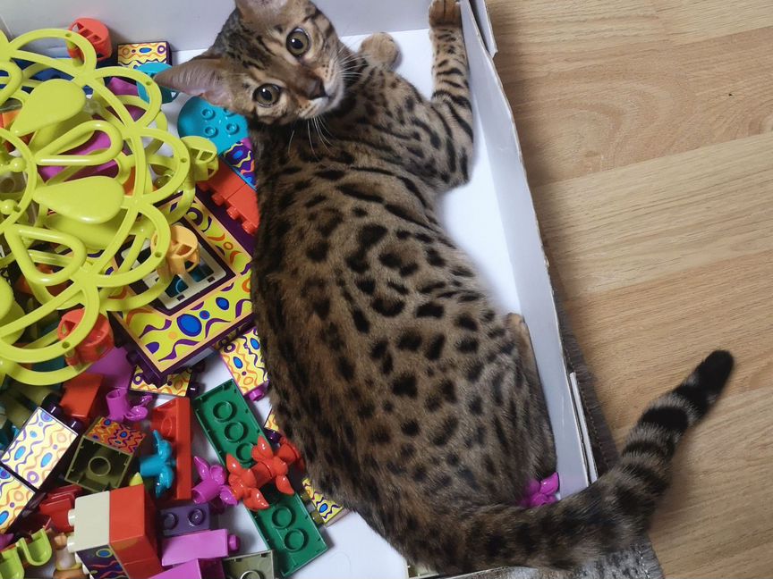 Бенгальская кошка