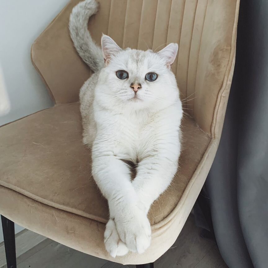 Британский короткошёрстный, взрослый кот