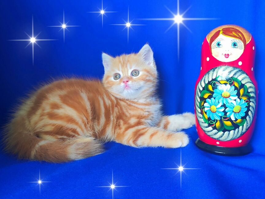 Солнечный Тигрёнок - котенок