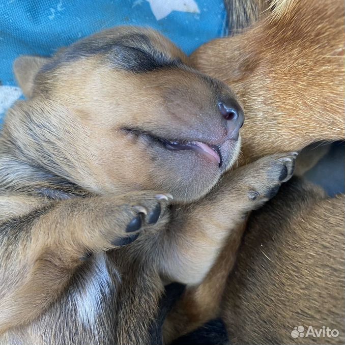 Продажа щенков Такса