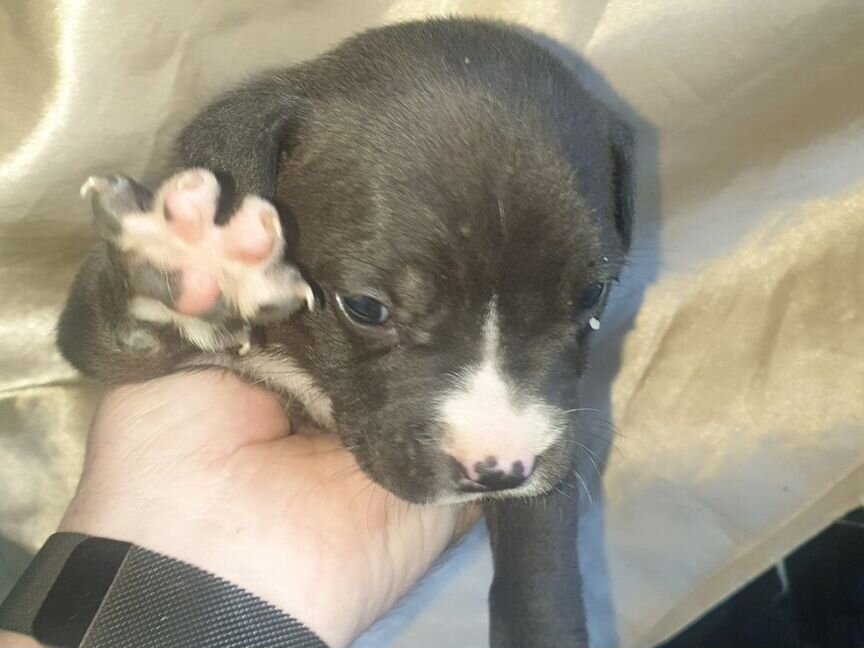 Щенки питбуля