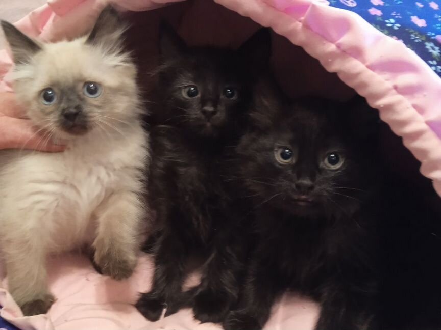 Сиамская кошечка