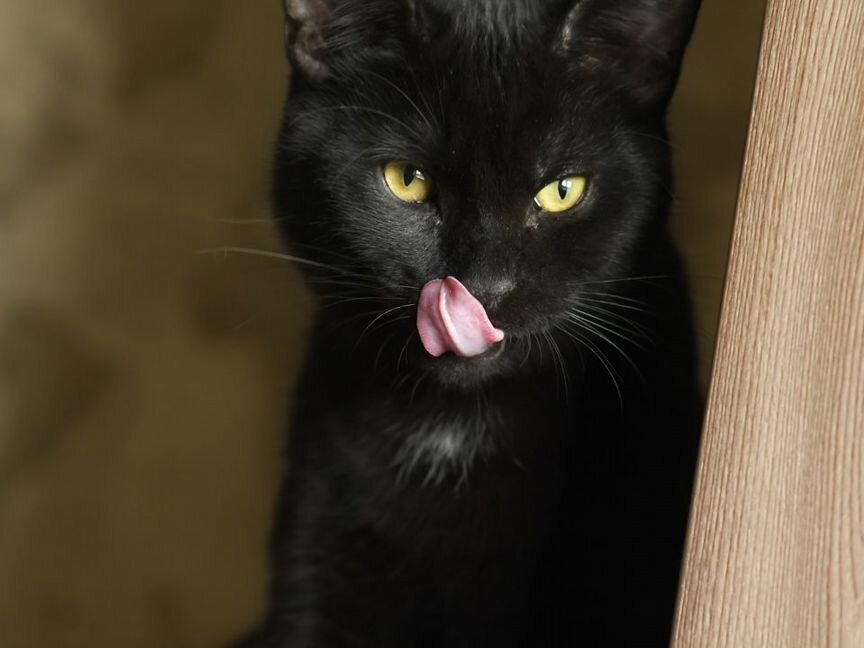 Котенок Кекс в добрые руки