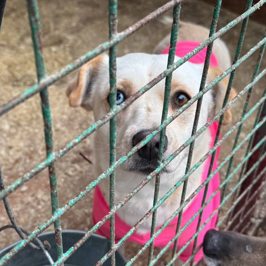 Взрослая собака в добрые руки