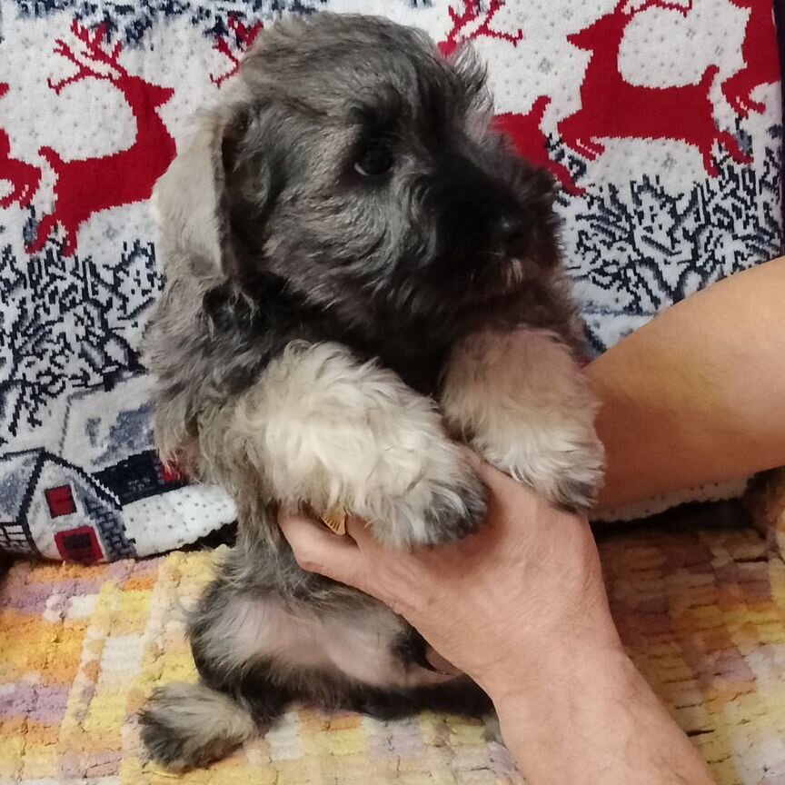 Цвергшнауцер, щенок