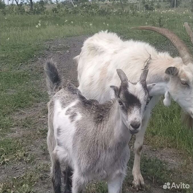 Козлик, 2 мес