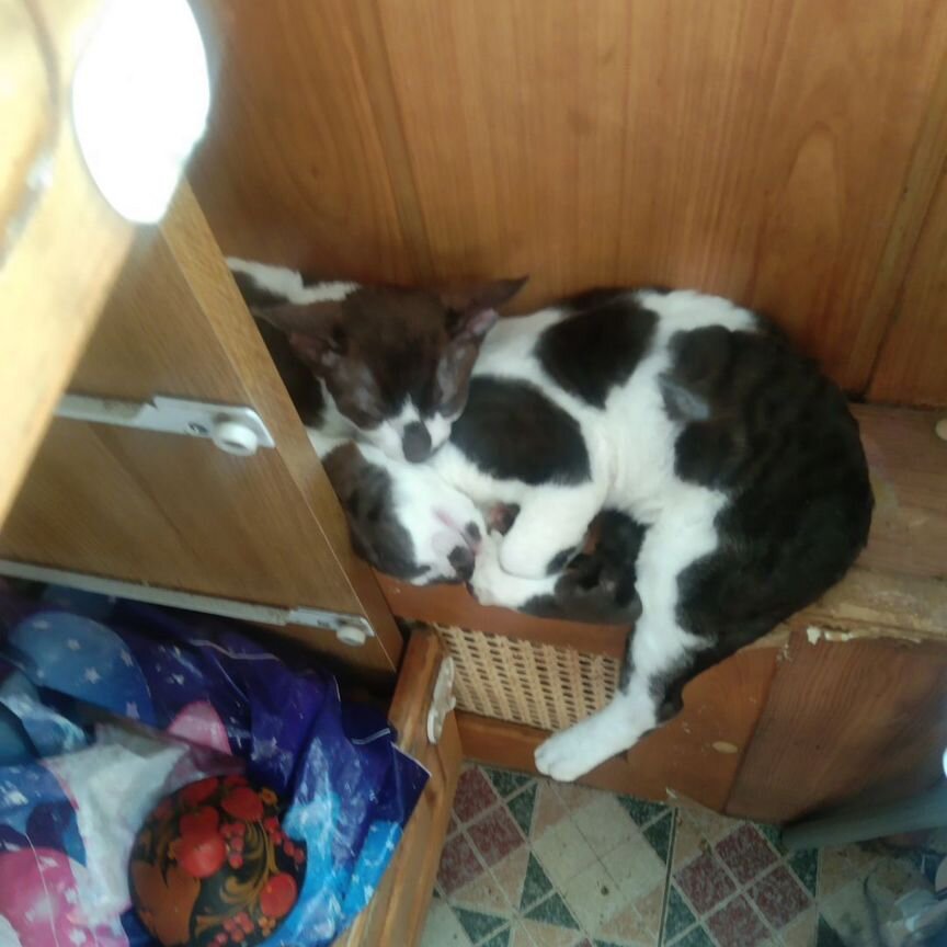 Котята корниш Рекс