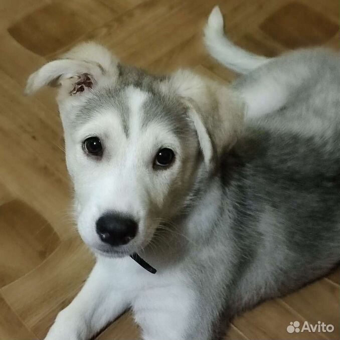 Щенки сибирской хаски и немецкой овчарки