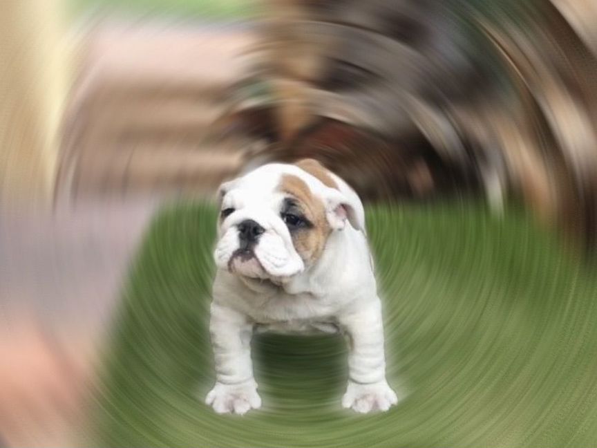 Английский бульдог