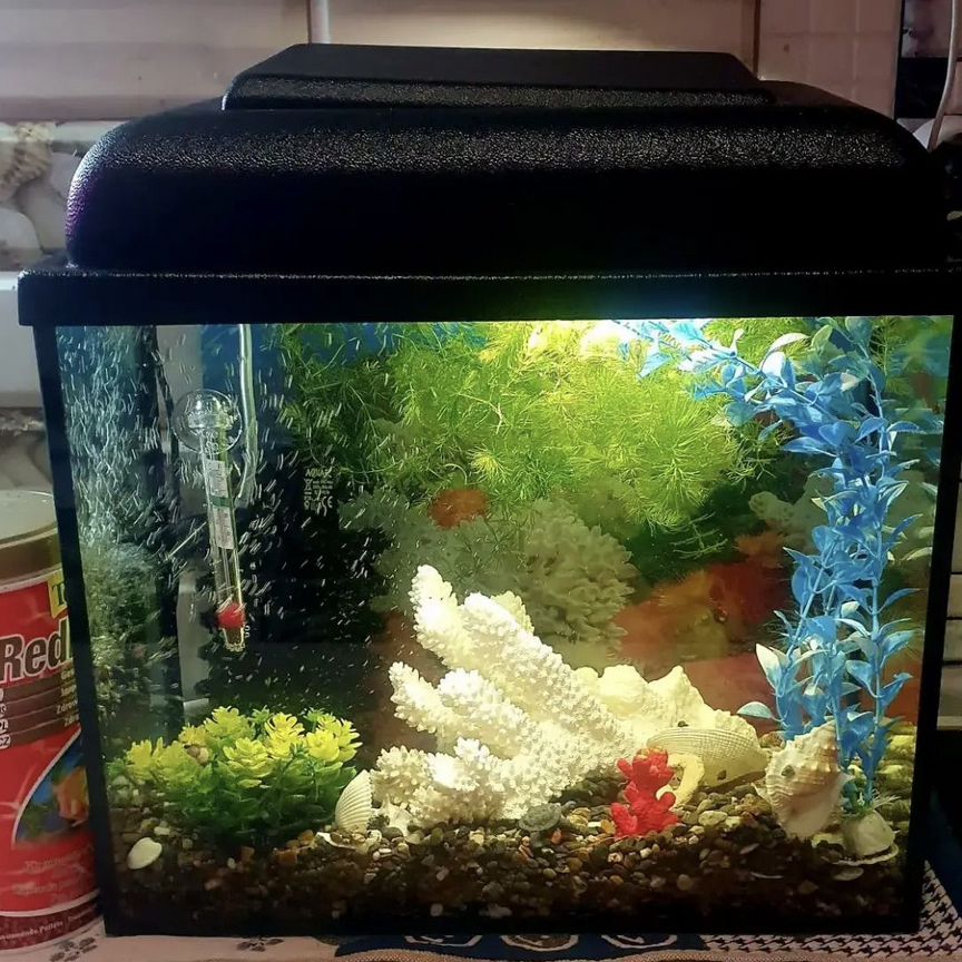 Аквариум 25 л с белым кораллом готовый