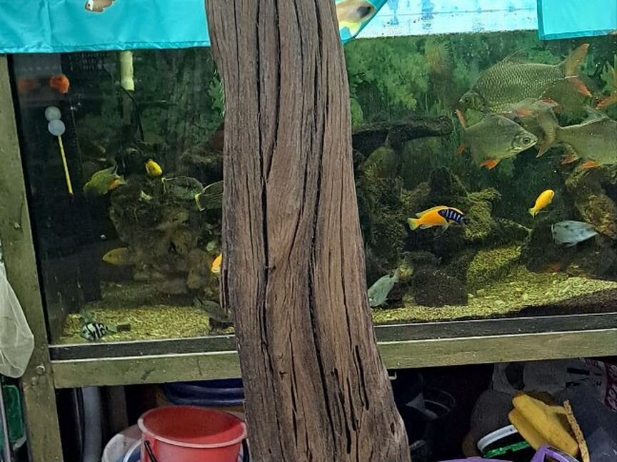 Коряги для аквариума