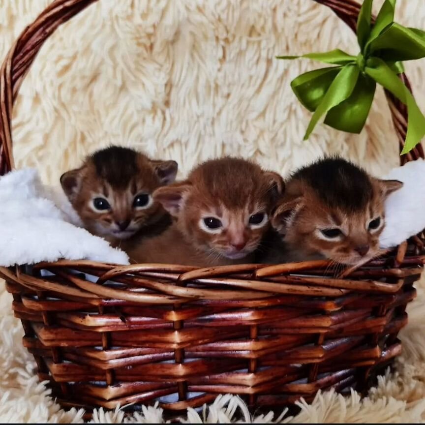 Абиссинские котята из питомника