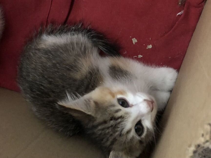 Котенок