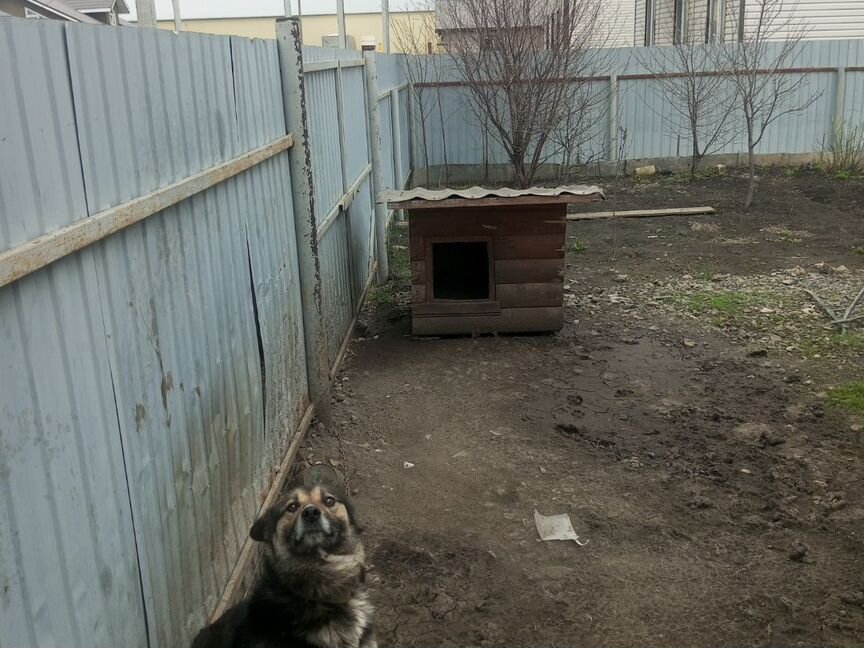 Собака в добрые руки отдам бесплатно