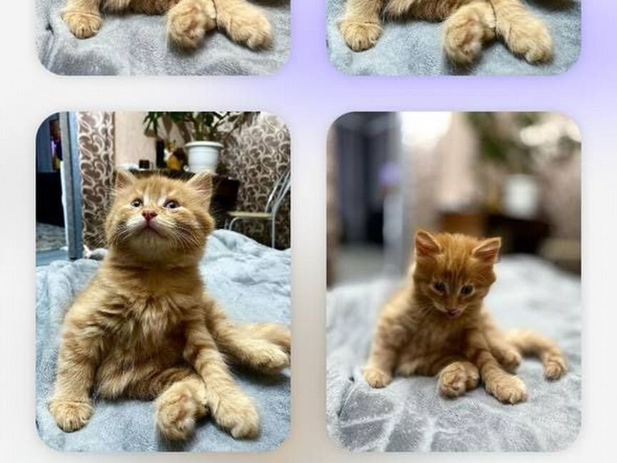 Отдам котят полумейкунов, читать описание